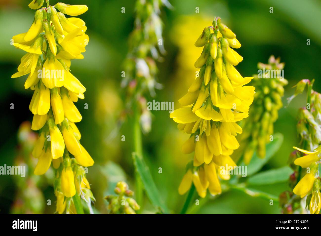 Common Melilot (melilotus officinalis), also know as Ribbed Melilot ...