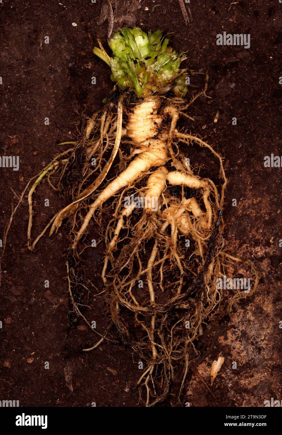 Silene Capensis 'Xhosa' [Syn. Silene undulata] - African Dream Root ...