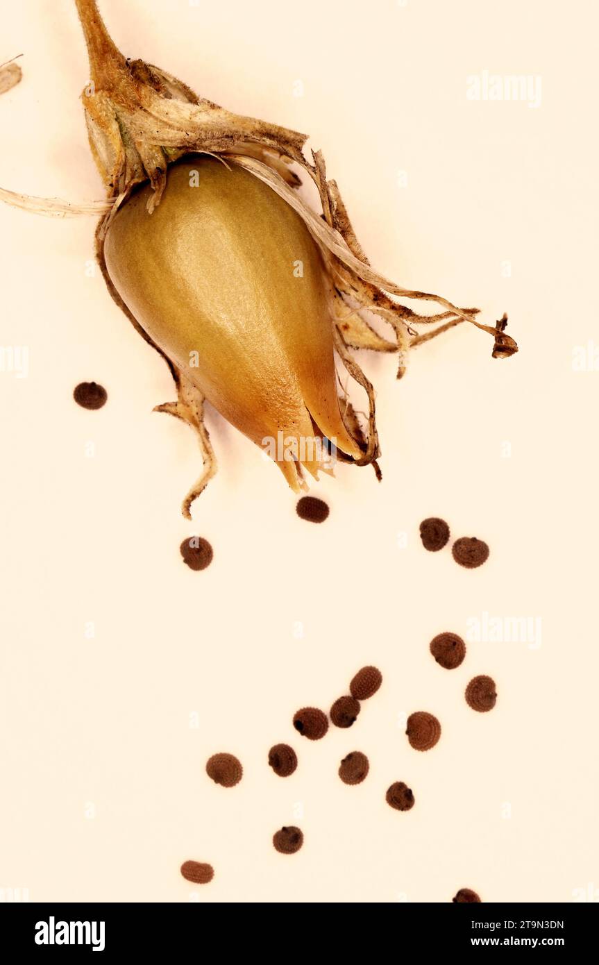 Silene Capensis 'Xhosa' [Syn. Silene undulata] - African Dream Root ...