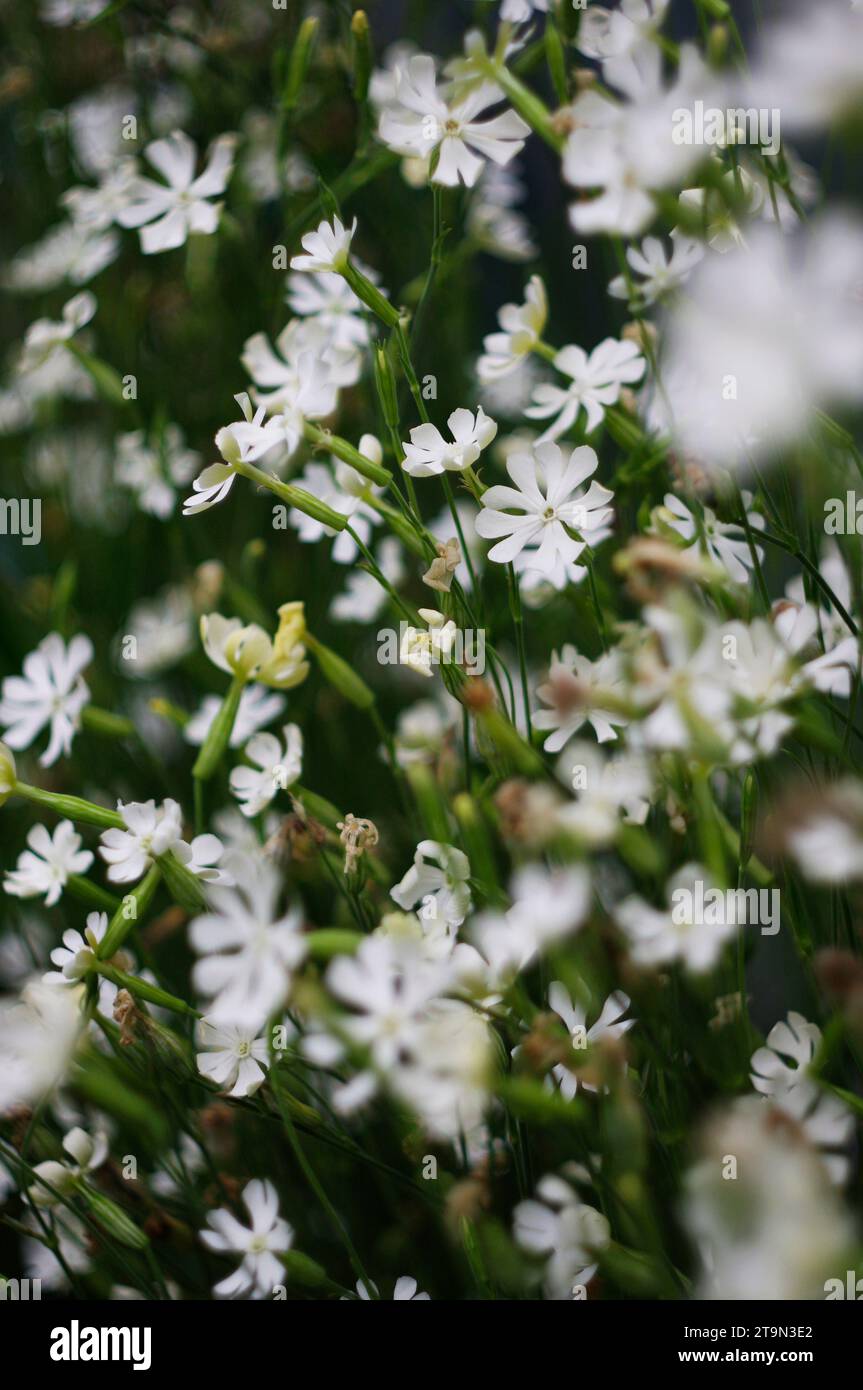 Silene Capensis 'Xhosa' [Syn. Silene undulata] - African Dream Root ...