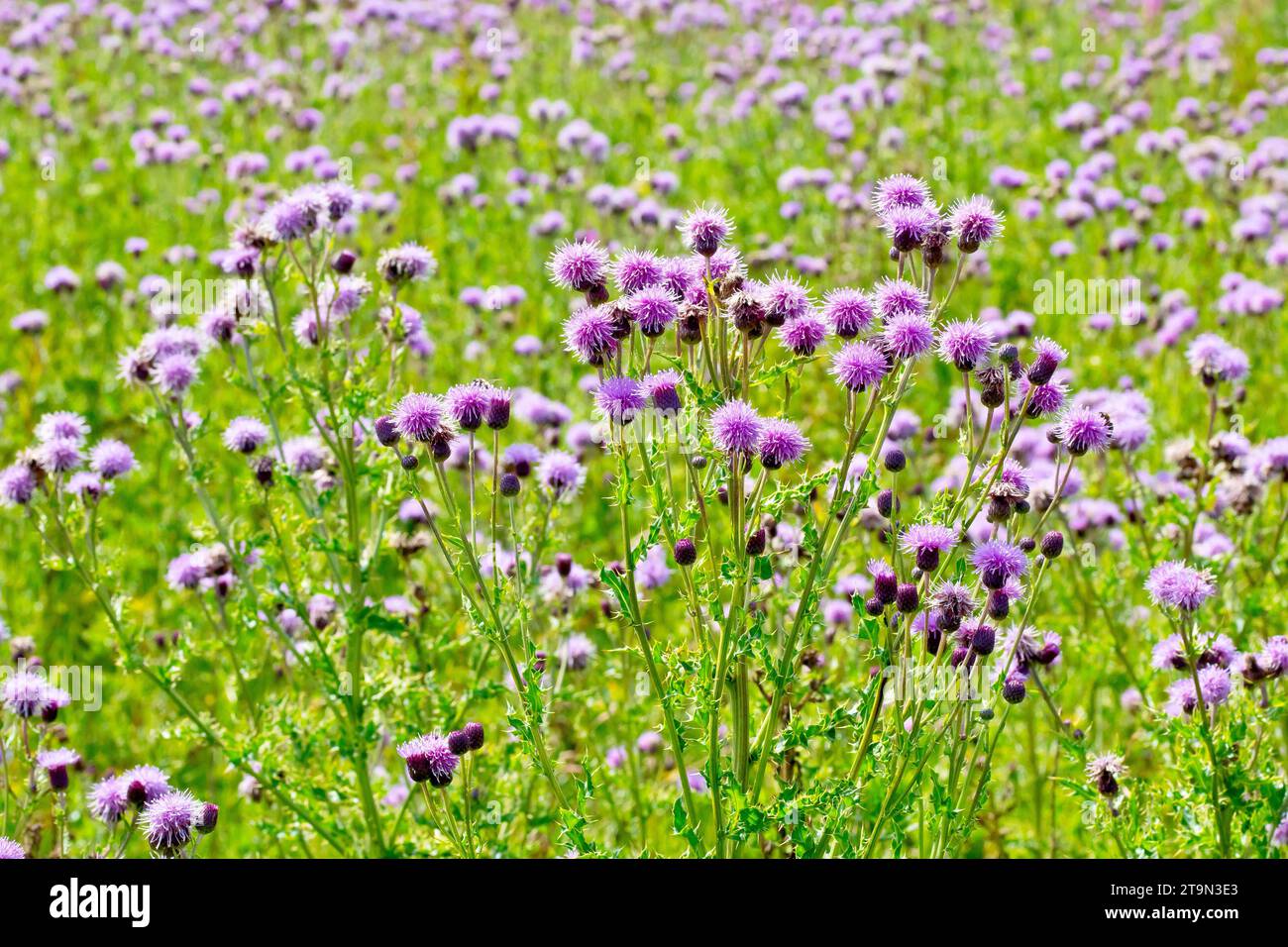 Creeping Thistle (cirsium arvense), showing a piece of wasteground ...
