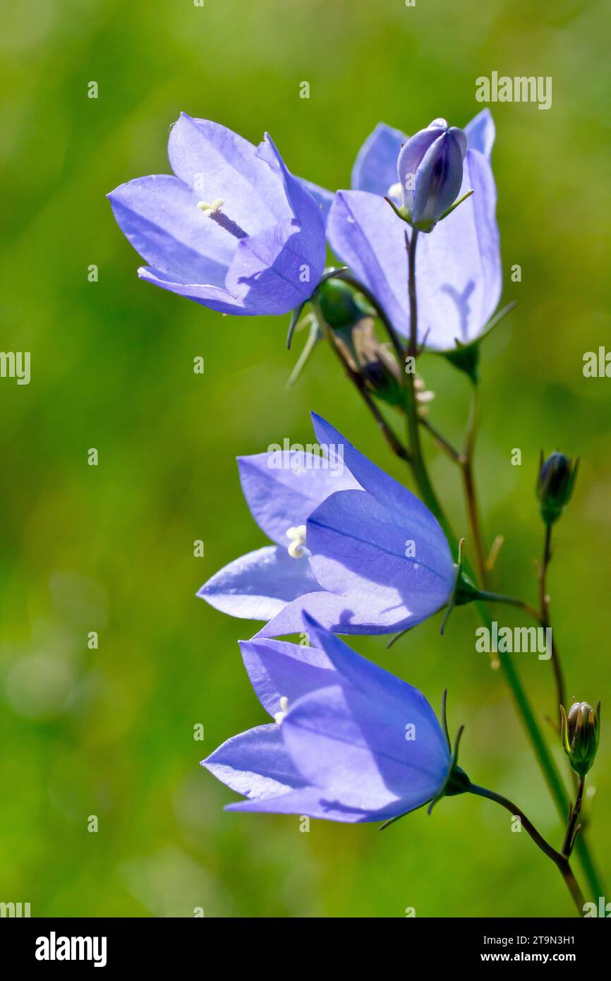 Scottish flowers hi-res stock photography and images - Alamy