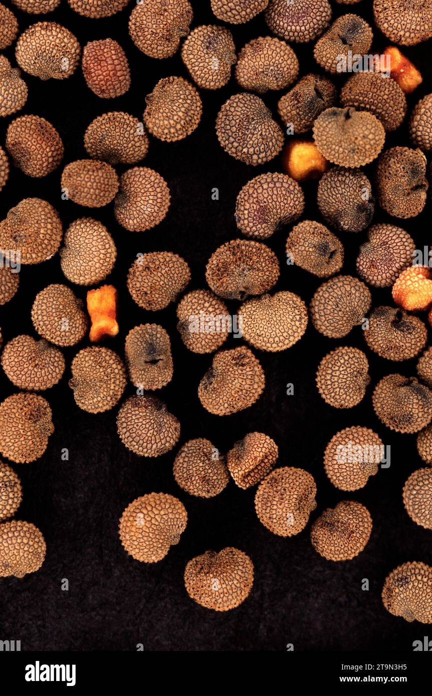 Silene Capensis 'Xhosa' [Syn. Silene undulata] - African Dream Root ...