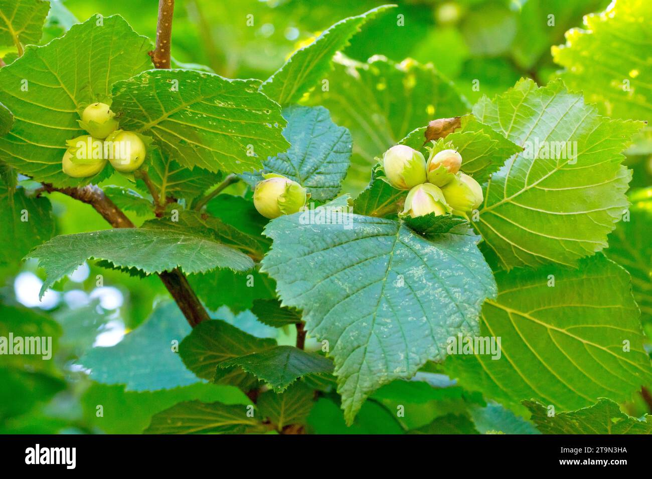 Cobnut tree hi-res stock photography and images - Alamy