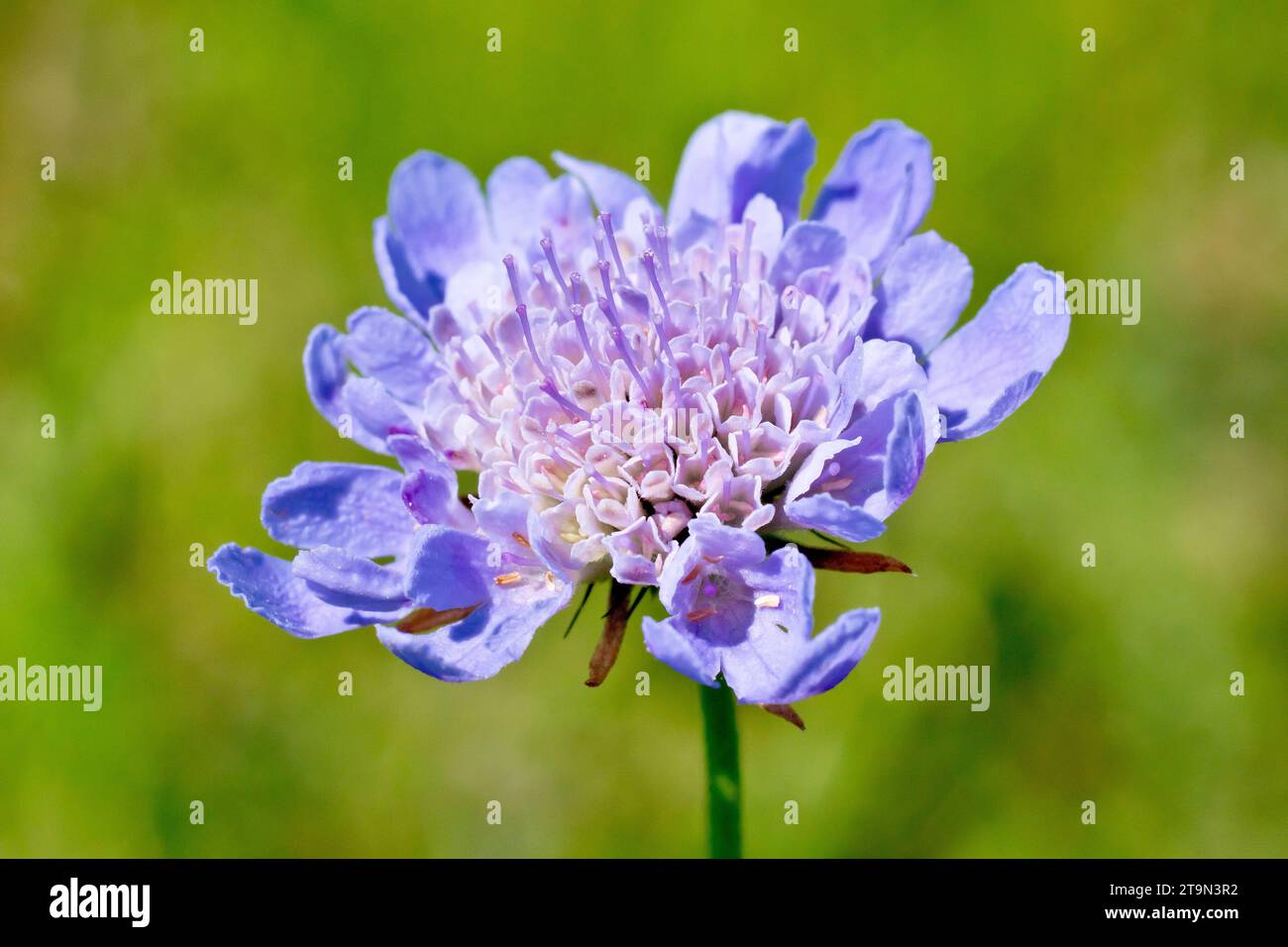 Small Scabious (scabiosa columbaria), close up showing a single ...