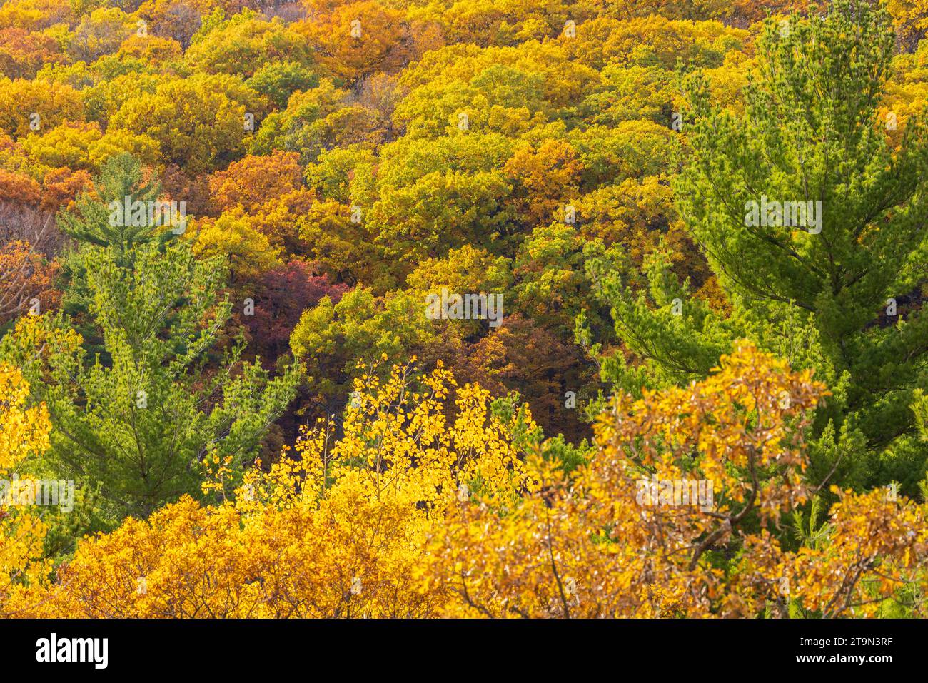 Fall Color Trees with Pine Trees On A Hillside Stock Photo - Alamy