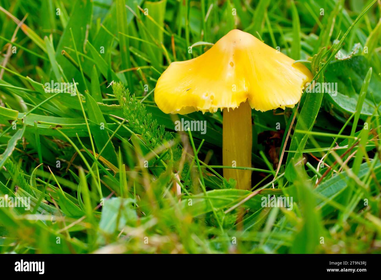 Images of fungi hi-res stock photography and images - Alamy