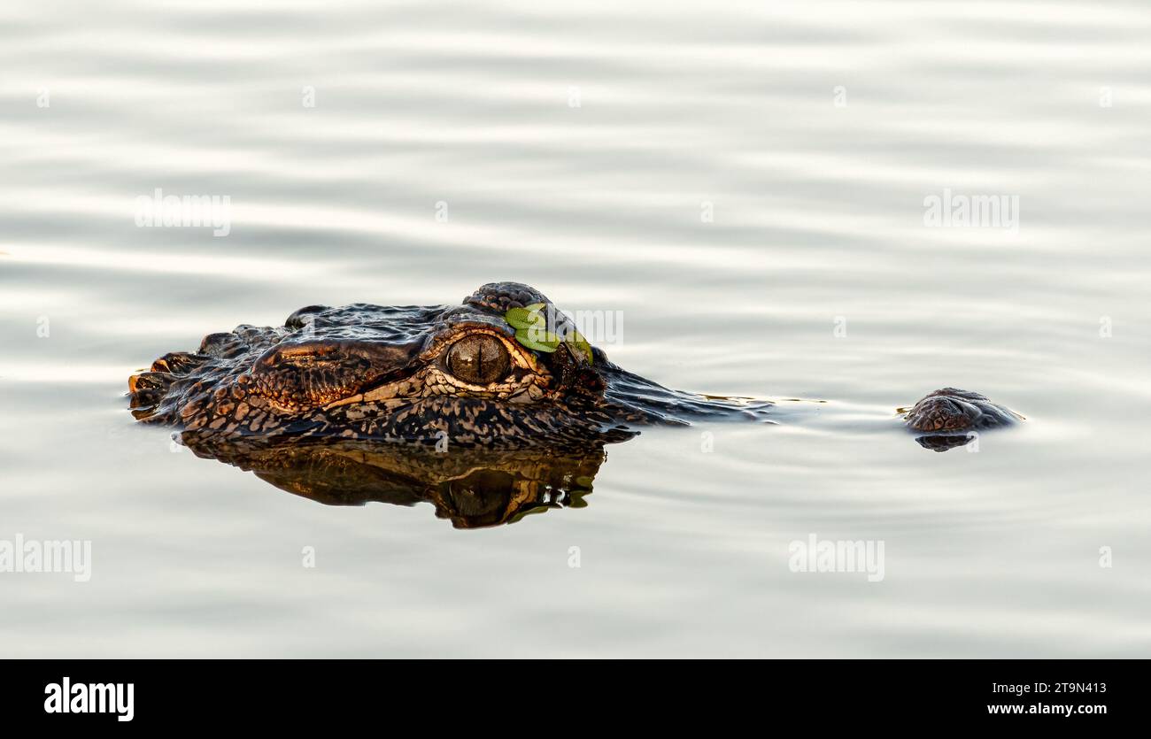 Alligator with mouth open hi-res stock photography and images - Alamy