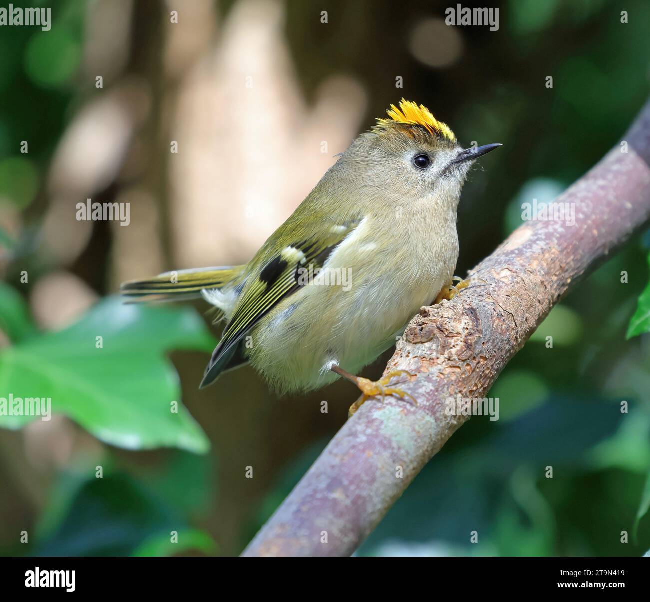 Goldcrest (Regulus Regulus Stock Photo - Alamy