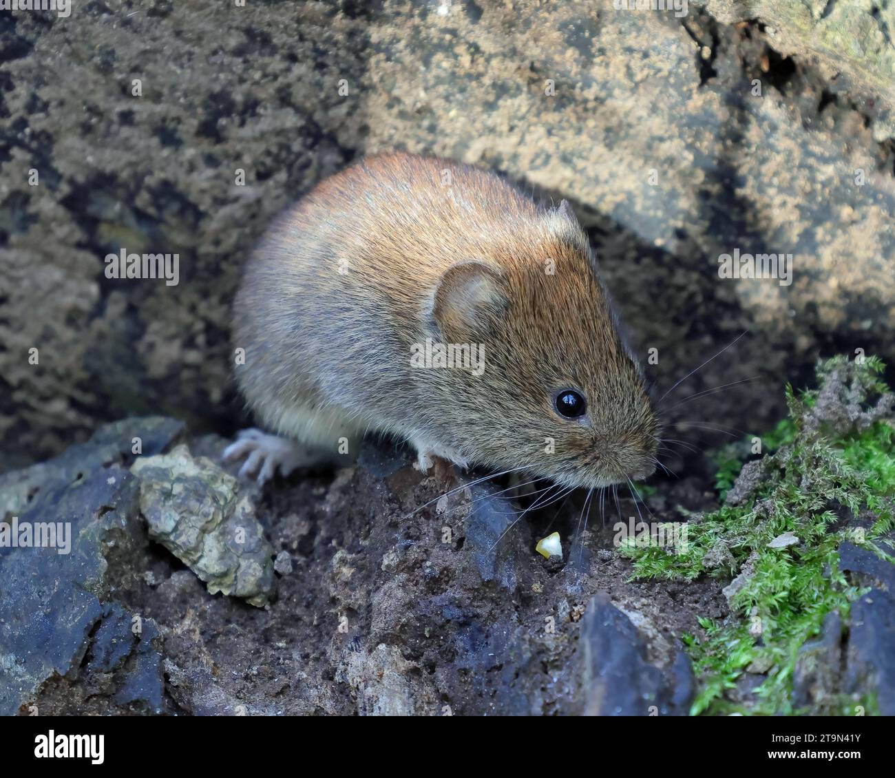 A Bank Vole (Myodes Glareolus Stock Photo - Alamy