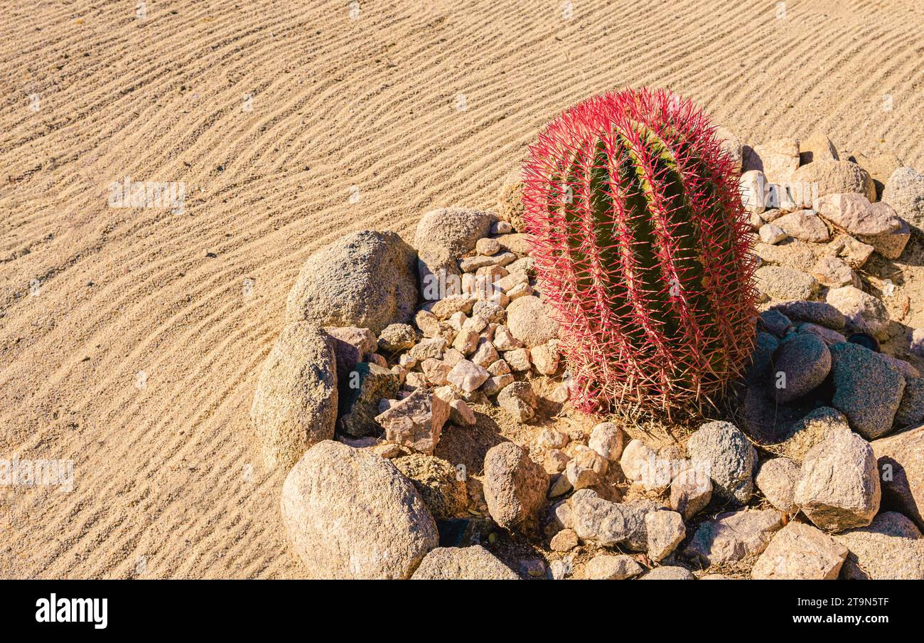 Red Mexican Fire Barrel Cactus surrounded by rocks in a landscaped ...