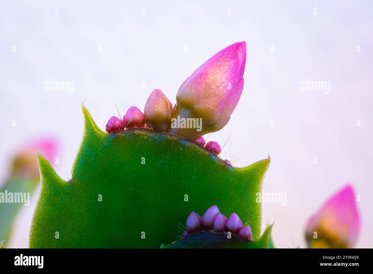 Macro image of the opening buds of a Christmas cactus, known as ...