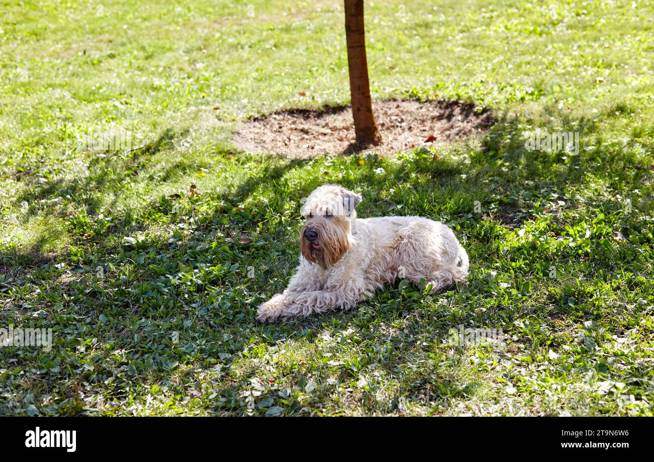 Cute dog sit in summer park. Dog on nature walk Stock Photo - Alamy