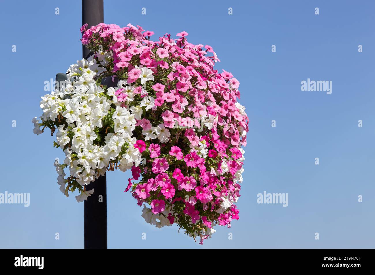 Petunia, pink and white Petunias in the pot. Lush blooming colorful ...