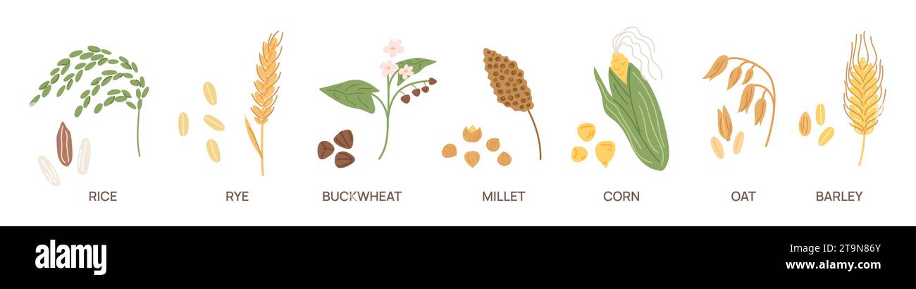 Cereal grains. Agriculture seeds and plants. Vegetarian nutrition ...