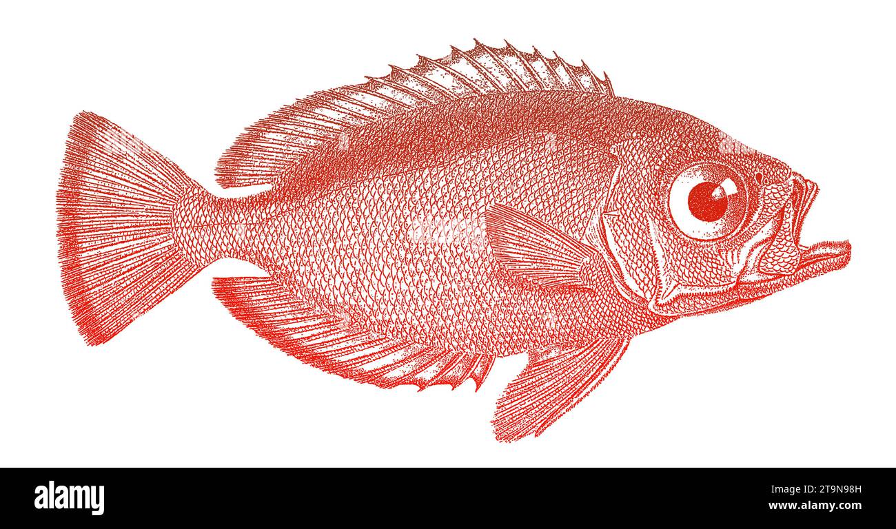 Open mouth fish Stock Vector Images - Alamy