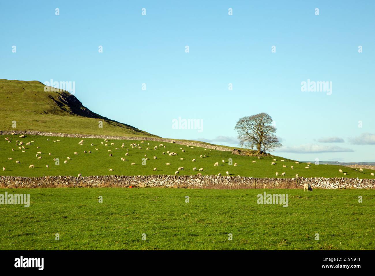 A Peak District farming landscape with drystone walls and sheep in the ...