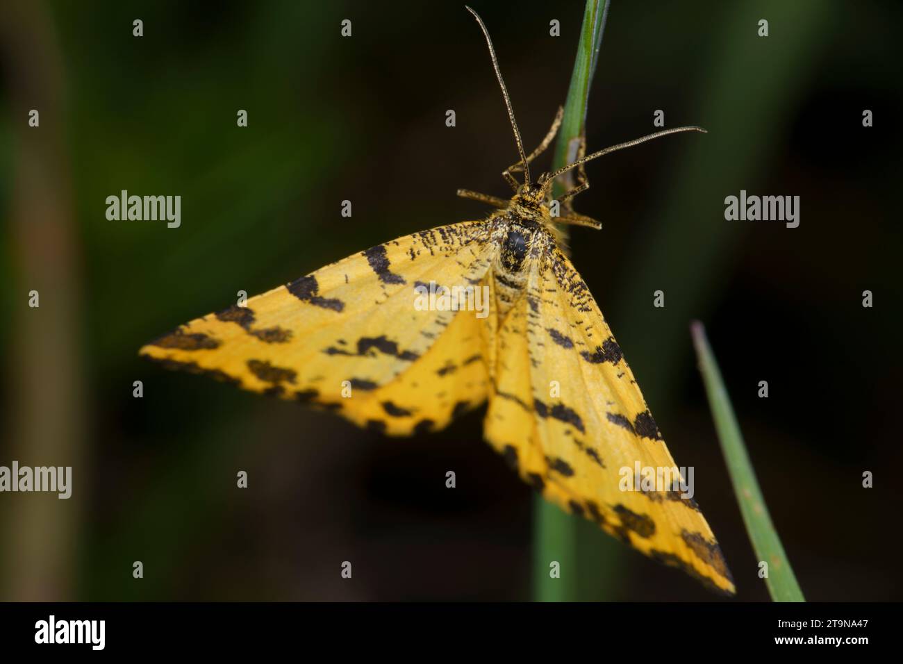 Pseudopanthera macularia Family Geometridae Genus Pseudopanthera ...