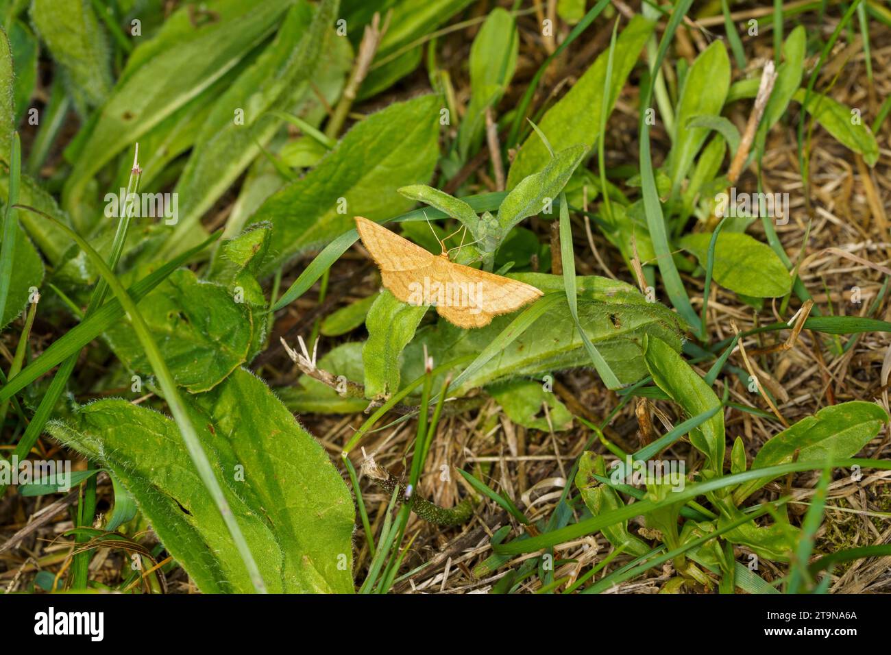 Idaea serpentata hi-res stock photography and images - Alamy