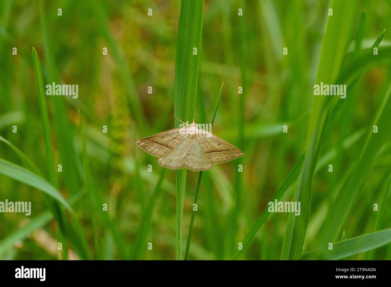Petrophora chlorosata Family Geometridae Genus Petrophora Brown silver ...