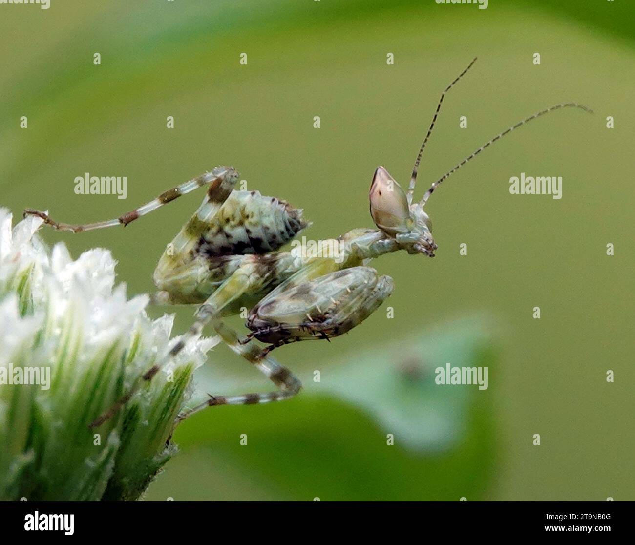 An insect is depicted in a state of prayer while sitting atop a white ...
