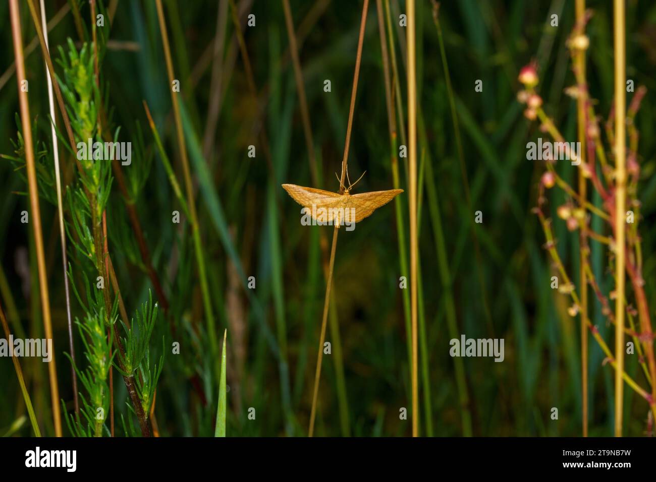 Idaea serpentata Family Geometridae Genus Idaea Bright wave moth wild ...
