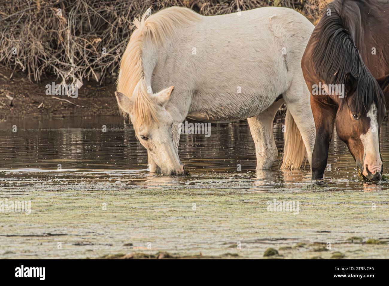 Close buddies hi-res stock photography and images - Alamy