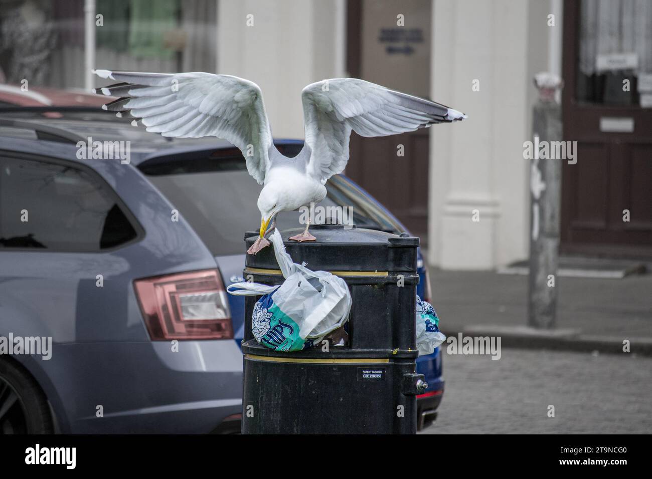 Seagull car and bin hi-res stock photography and images - Alamy