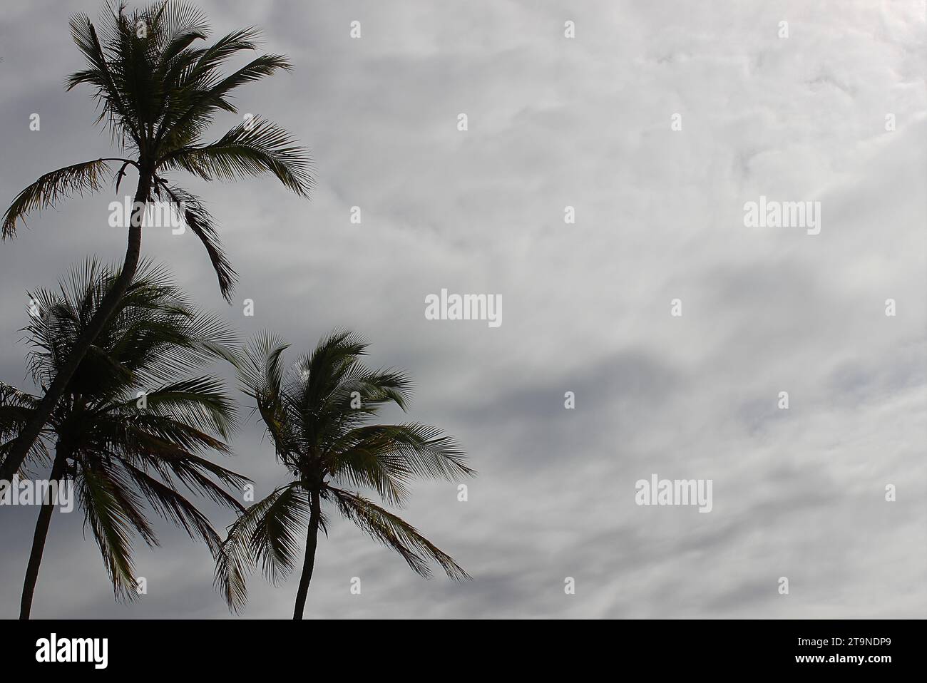 Moving treetops trees in wind hi-res stock photography and images - Alamy