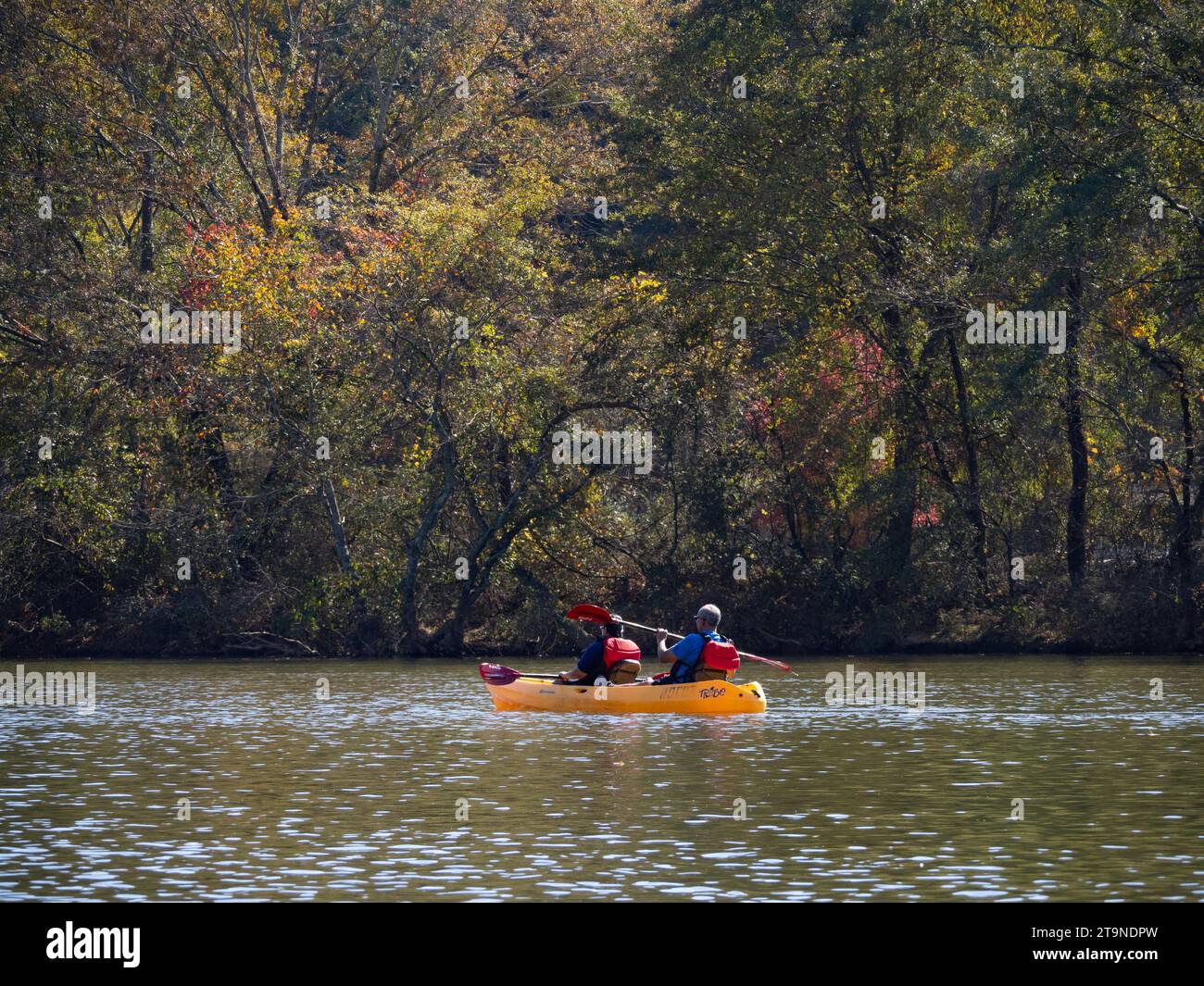 A senior man and senior woman kayaking in a bright yellow kayak with ...