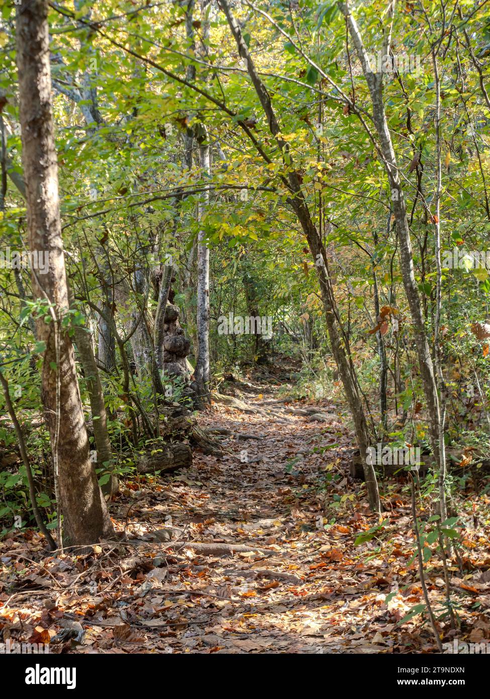 Wooded footpath strewn with fallen leaves in early autumn. Photographed ...
