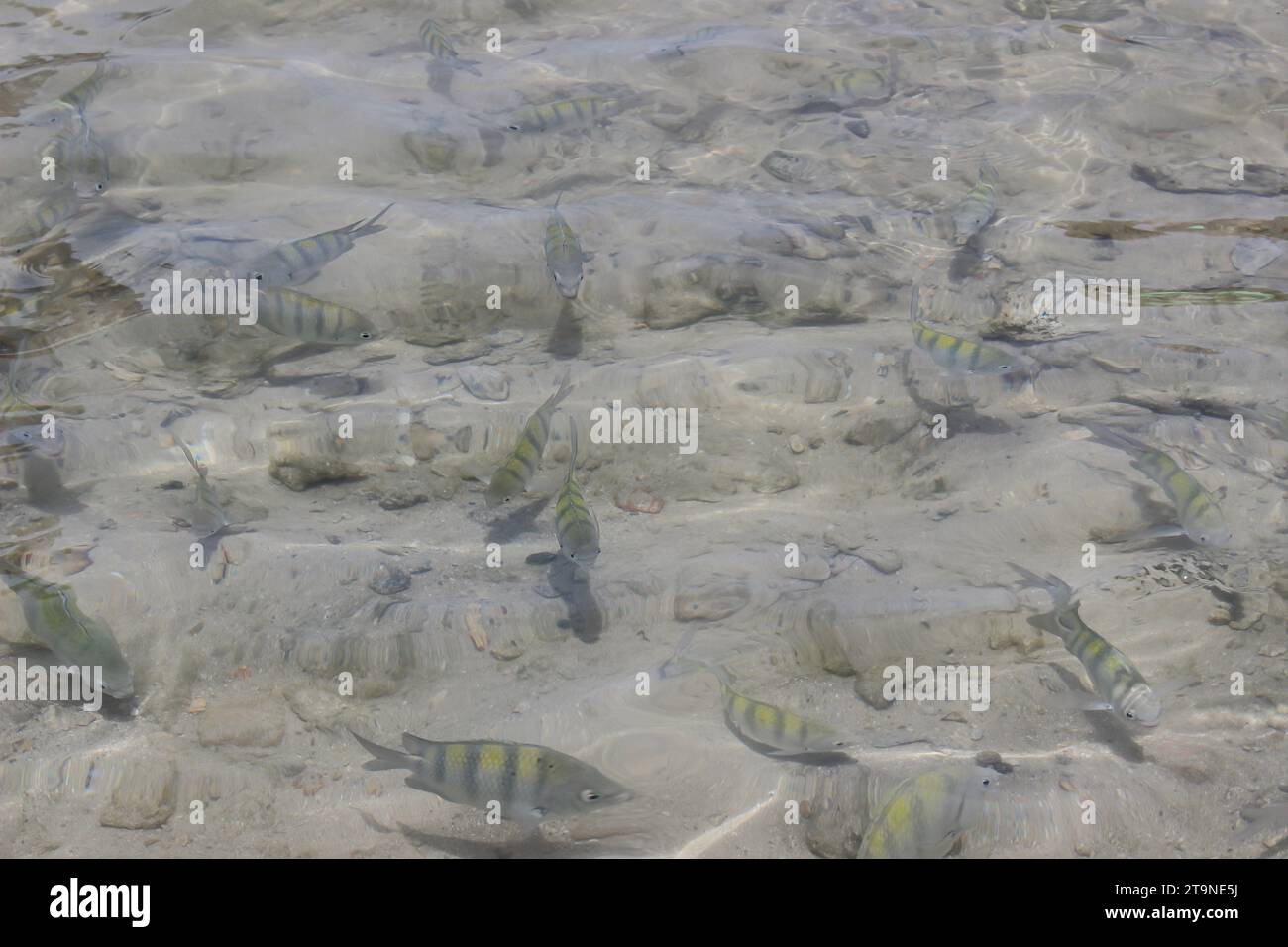 School of fish Abudefduf Saxatilis, of the Pomacentridae family, known ...