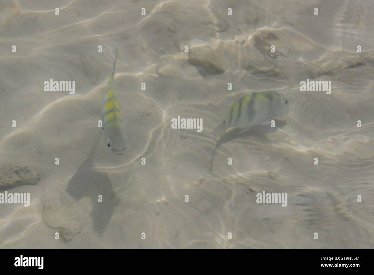 Fish Abudefduf Saxatilis, of the family of Pomacentridae, known as ...