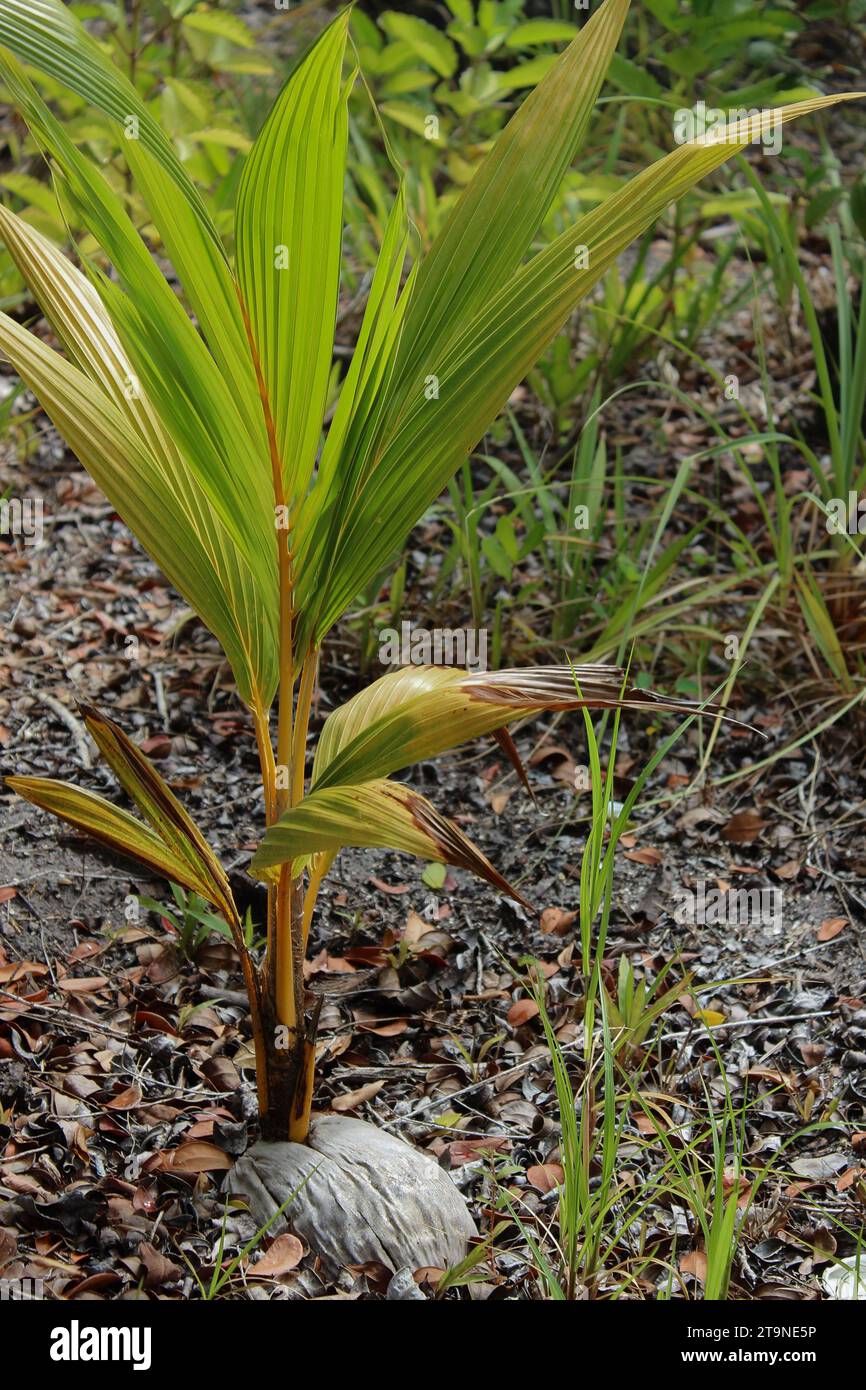 Coconut tree seedling germination from coconut in its natural habitat ...