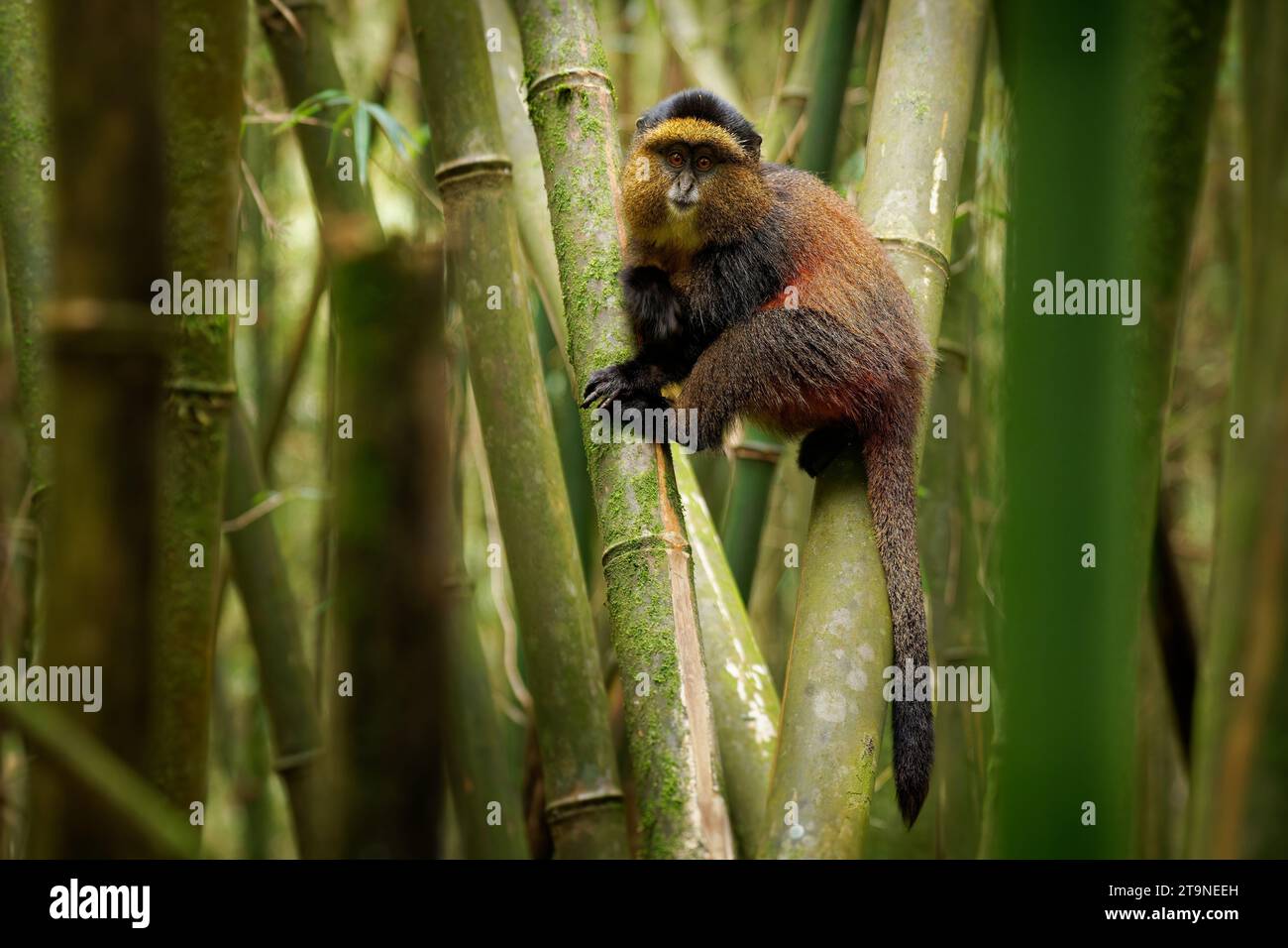 Golden Monkey - Cercopithecus kandti originally subspecies of Blue ...