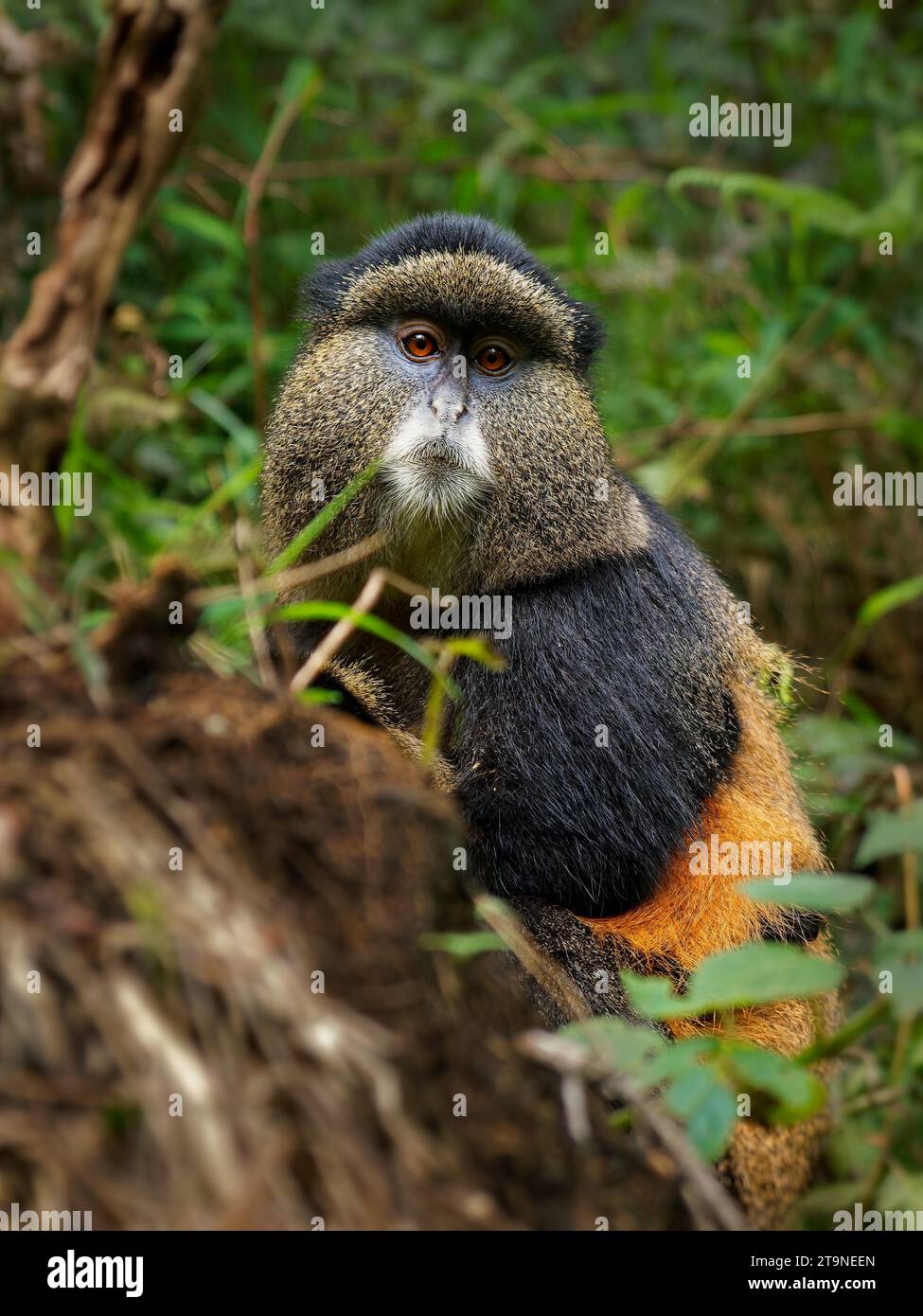 Golden Monkey - Cercopithecus kandti originally subspecies of Blue ...