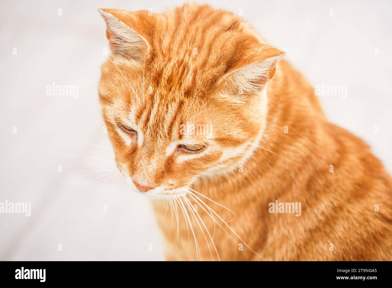 Big red tabby homeless surviving cat. Beautiful animal seek shelter ...