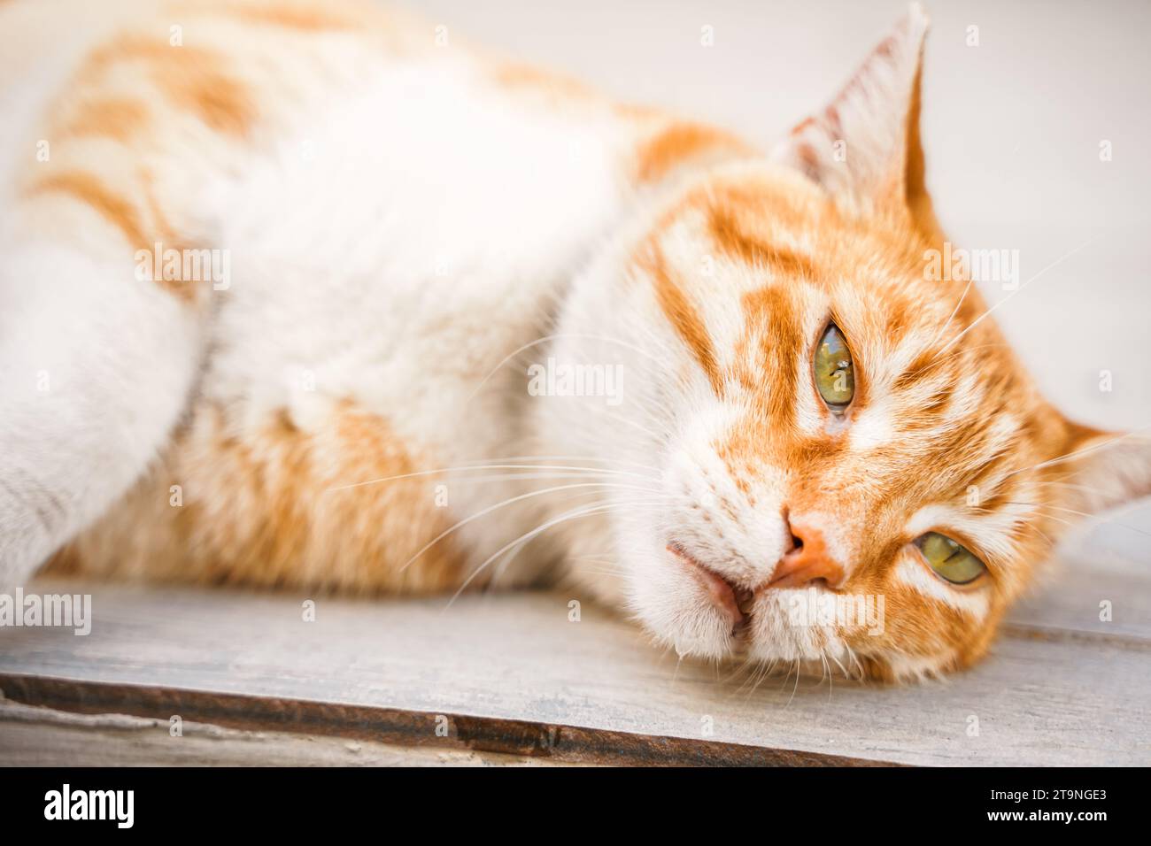 Big red tabby homeless surviving cat. Beautiful animal seek shelter ...