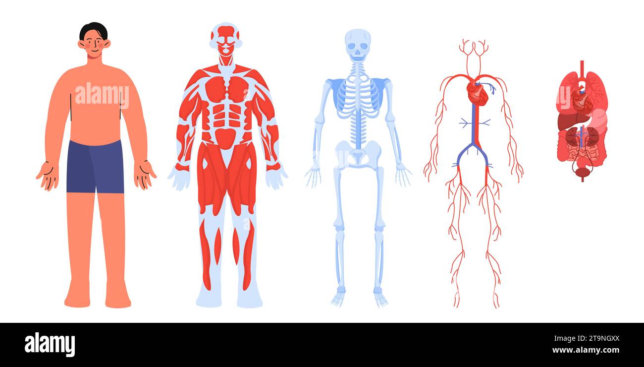 Body anatomy vector set Stock Vector Image & Art - Alamy