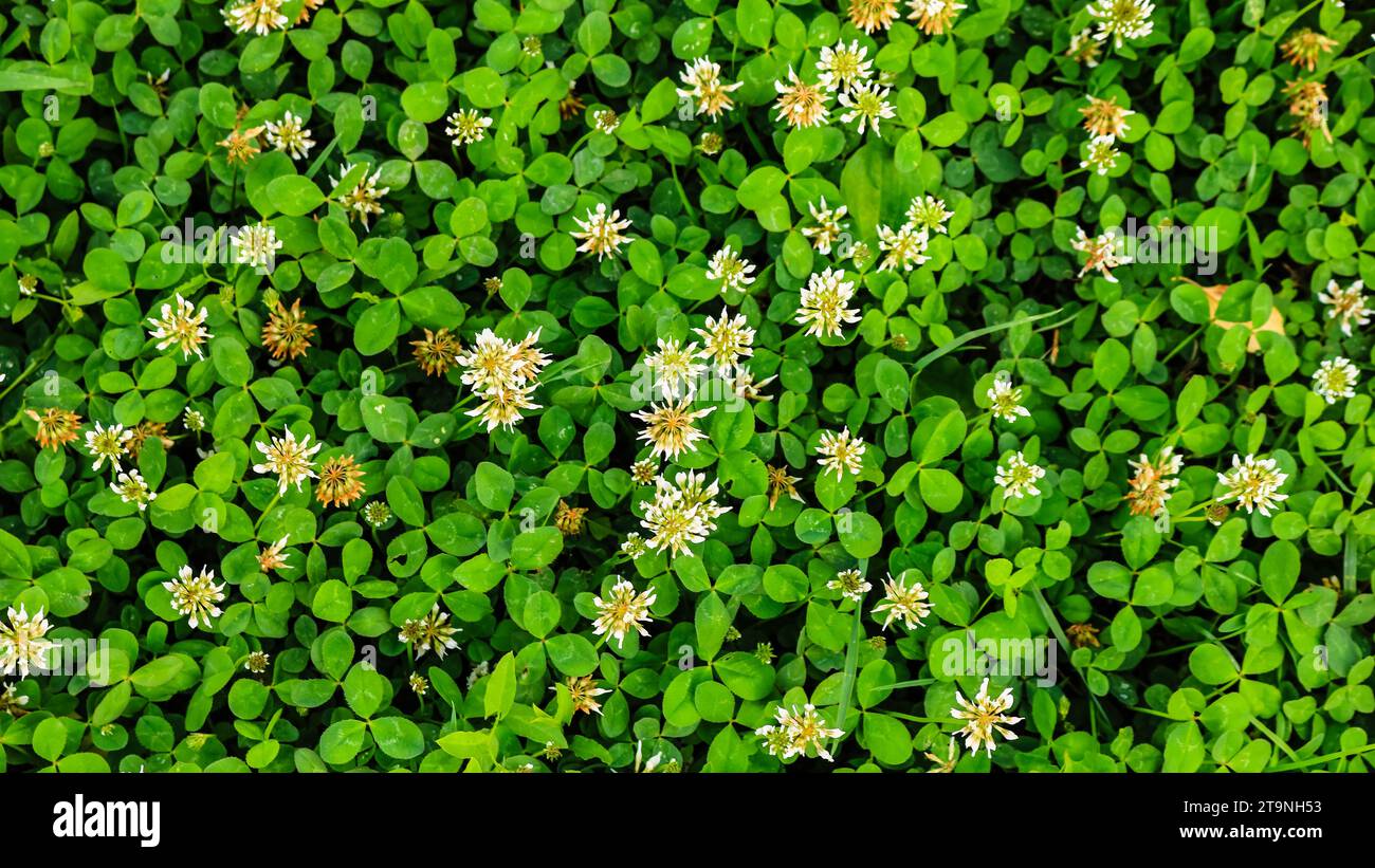 White flower clover. Background of blooming clover flowers on a green ...