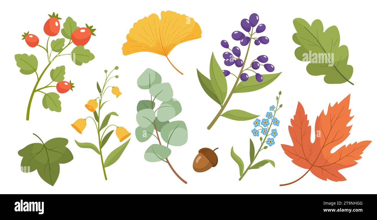 Floral elements vector set Stock Vector Image & Art - Alamy