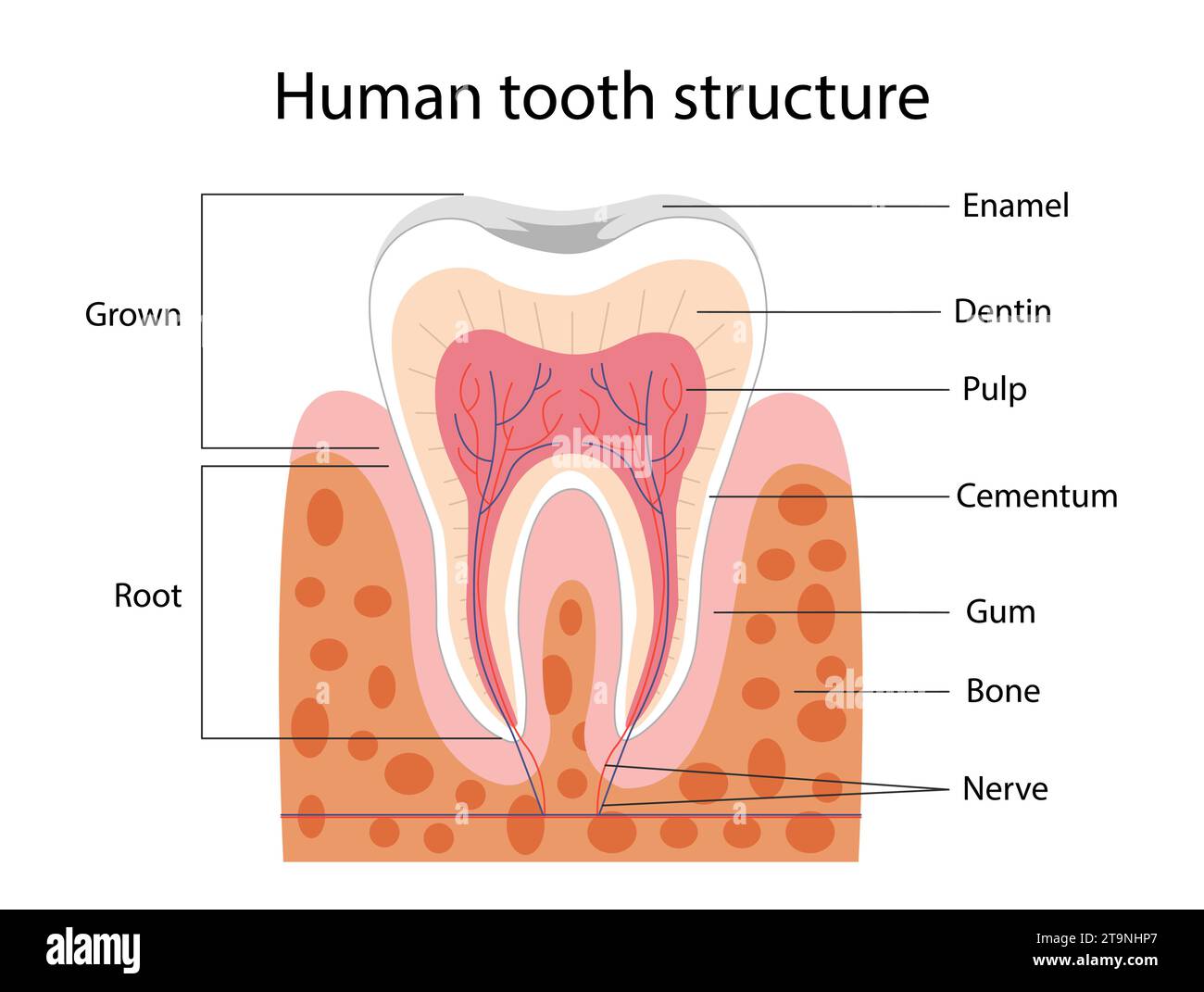 Human tooth structure vector concept Stock Vector Image & Art - Alamy Human tooth structure vector concept Stock Vector Image & Art - Alamy
