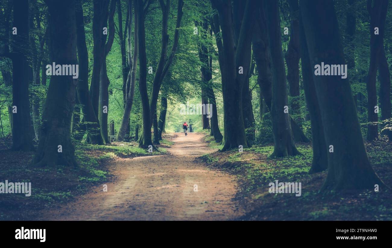 Natural sandy path in attractively lit dark forest with sunlight ...