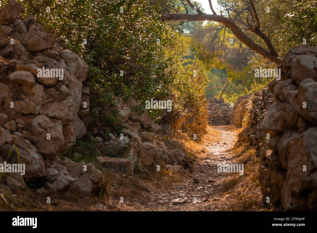 Typical stone walls for paths or pastures on the island of Losinj ...