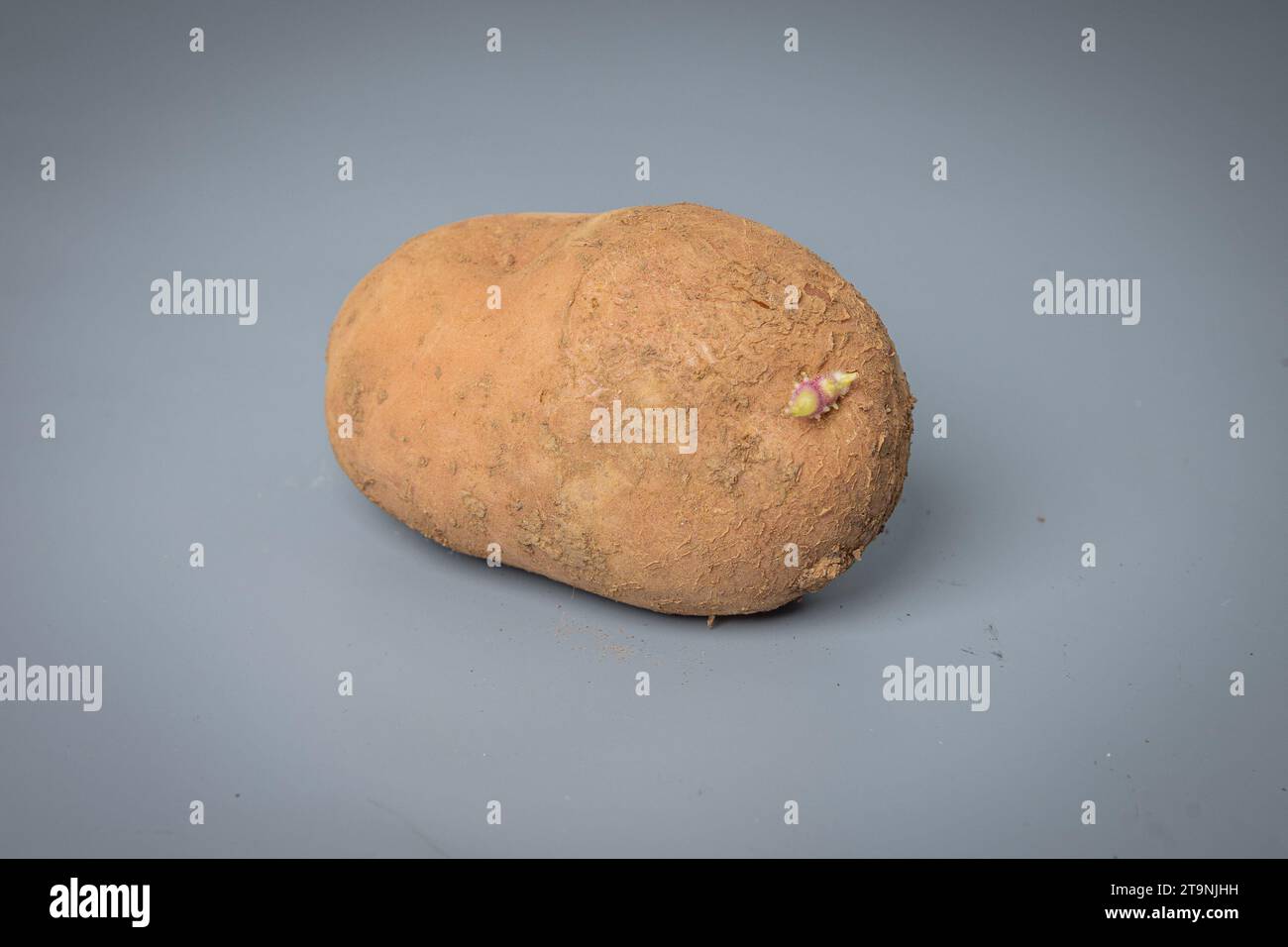 Common potato, ripe, isolated on gray background. Studio photo of ...