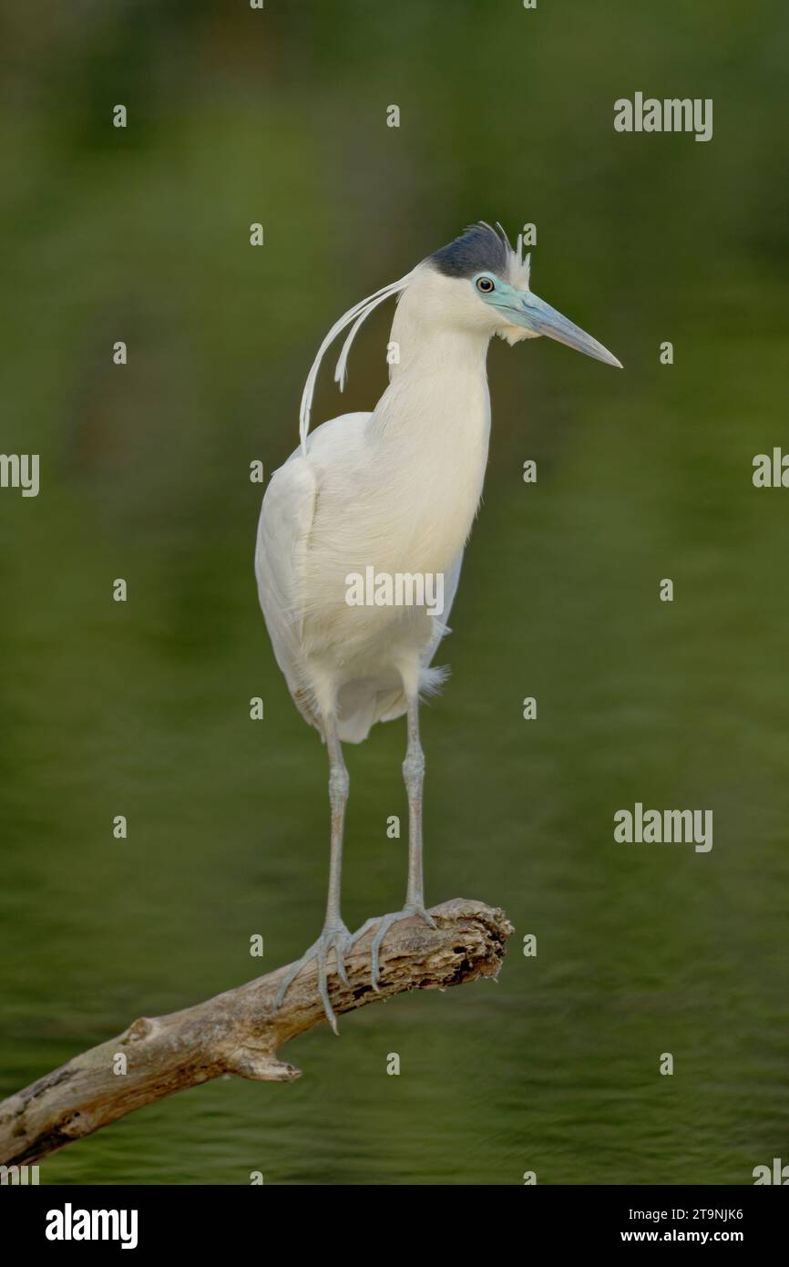 Beautiful capped heron in hi-res stock photography and images - Alamy