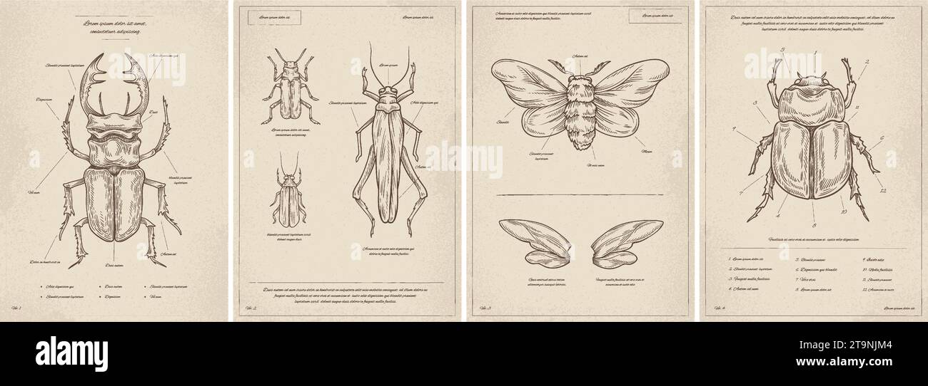 Vintage Insects posters vector set Stock Vector Image & Art - Alamy