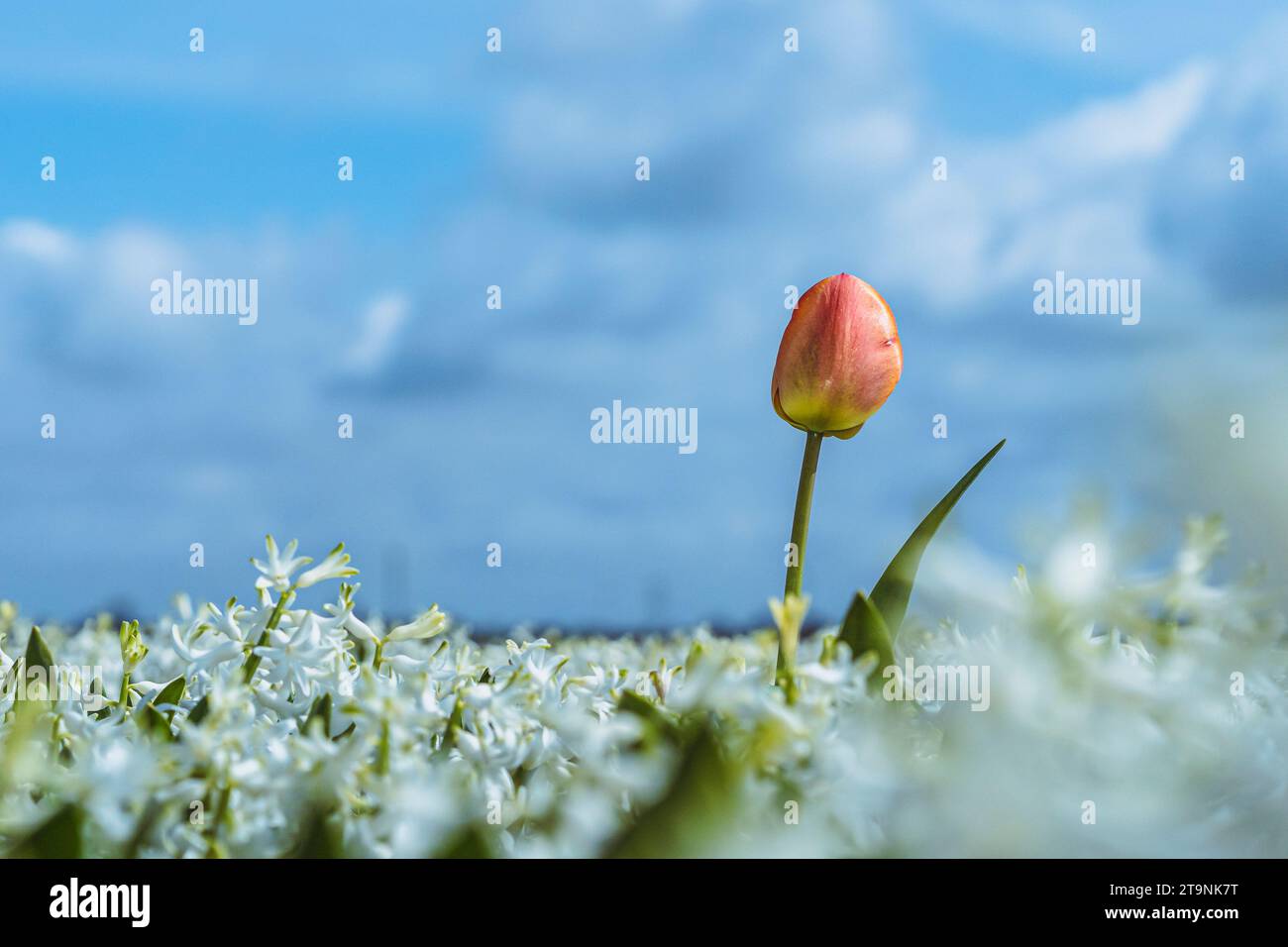 Growing flower bulbs in the Dutch landscape with blooming spring ...