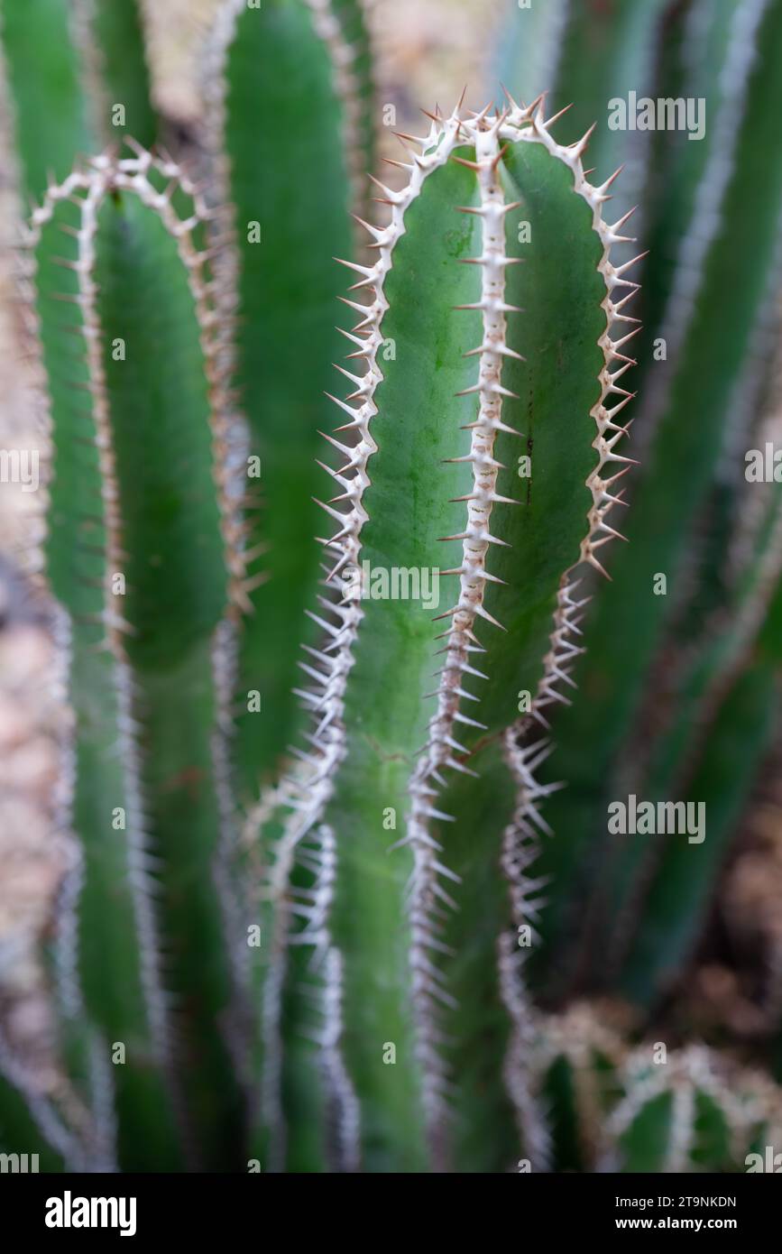 Euphorbia trigona cactus succulent hi-res stock photography and images ...