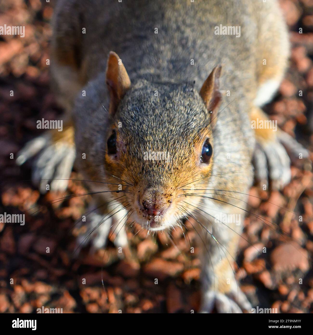 Cute animal uk hi-res stock photography and images - Alamy